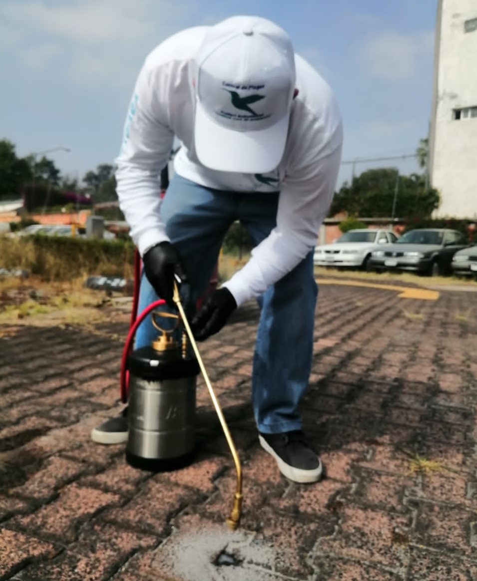 Manejo de insectos | Colibrí Soluciones